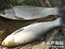 Rumput ikan mas - Halaman [1] - Dunia pengetahuan ensiklopedis